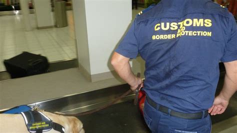 Border Force Australia Officers Deliberate Act Of Dishonesty Herald Sun