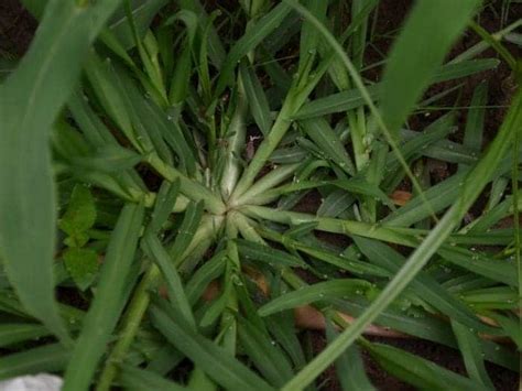 How To Get Rid Of Crabgrass [for Good] Spring To Summer Control Lawn Model