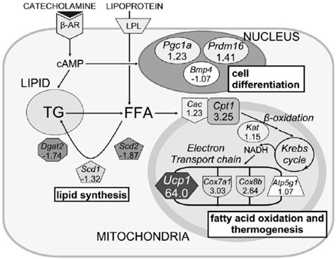 Dna Microarray Analysis Metabolic Pathways Altered In Wat Of Tg Mice Download Scientific
