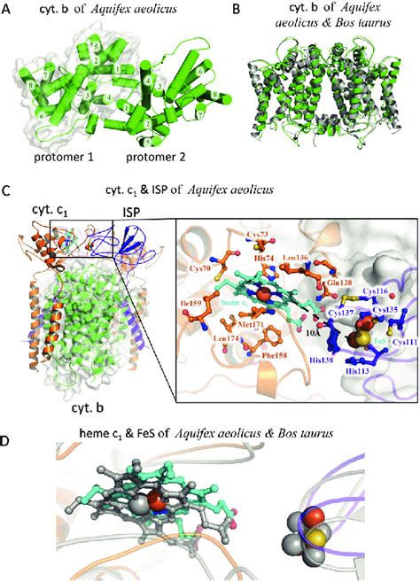 Cyt Bc Yt C 1 A Nd Isp Of Aquifex Aeolicus A The Dimers Formed By Download Scientific