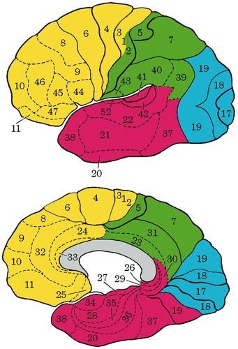 Neuropsychology Exam 2 Lecture 15 Occipital Lobes Vision Flashcards Quizlet