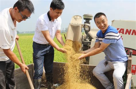 河南光山：种一次收两茬再生水稻效益好 民生网 人民日报社《民生周刊》杂志官网