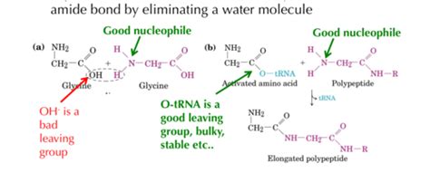 Mcdb 310 Flashcards Quizlet
