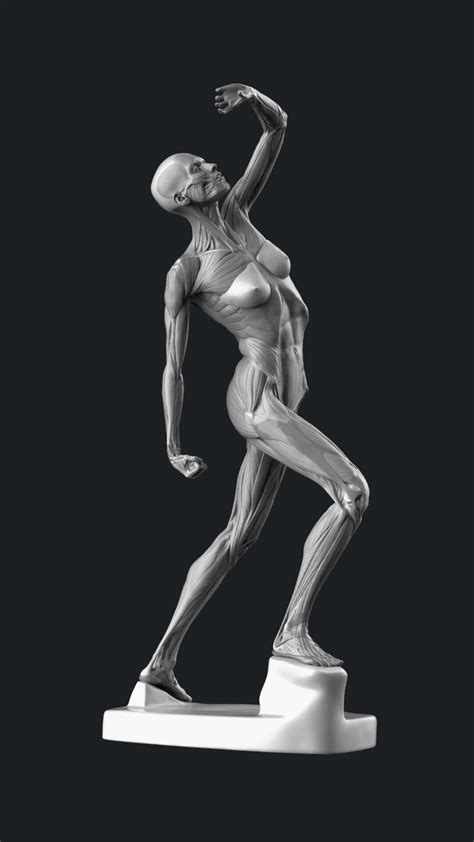 Woman Human 3d Model Reference