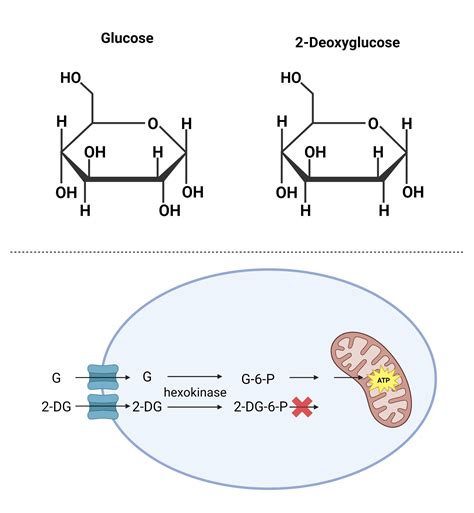 Glucose And 2 Deoxyglucose Biorender Science Templates