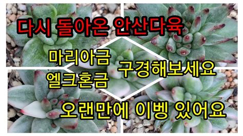 6월 20일 다시 돌아온 안산다육 오랜만에 이벵 있어요~~~~ 마리아 엘크혼 저렴한 아이들 소개 합니다 Youtube