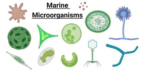 Nawang Sherpa On Linkedin Marine Microorganisms Viruses Bacteria Fungi Protozoans Microalgae