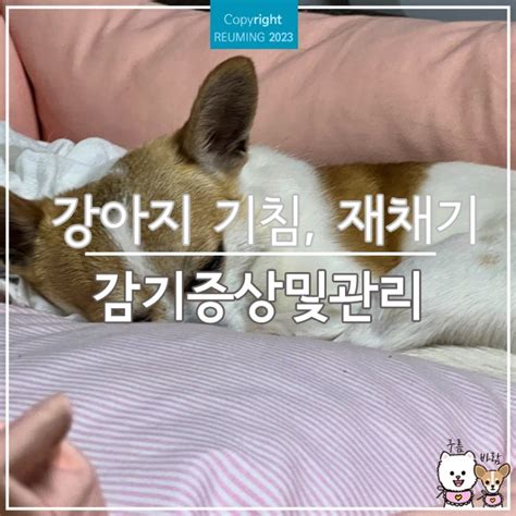 강아지 기침 재채기 이유 감기 증상일까 네이버 블로그