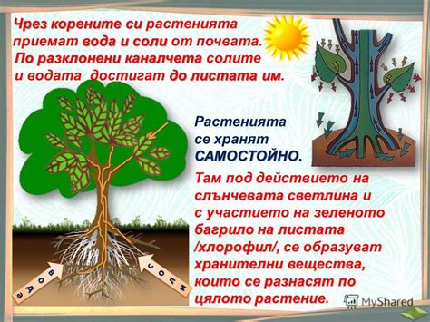 Презентация на тему Живите организми са Кликни върху картинката животните растенията и