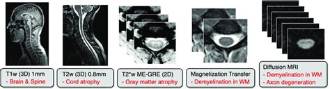 structural and microstructure quantitative mri sequences included in