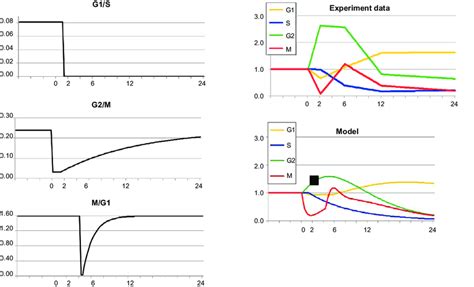 Optimal Approximation Of Model Versus Experiment For Cells Irradiated Download Scientific