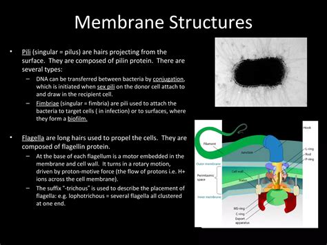 Bacterial Structures Ppt