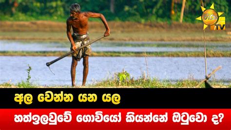 අල වෙන්න යන යල හත්ඉලවුවේ ගොවියෝ කියන්නේ ඔටුවො ද Hiru News Youtube