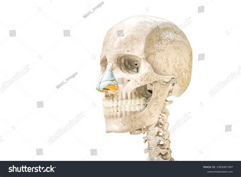 Human Skull Nose Anatomy