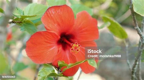 화려한 히비스커스가 자연에서 꽃을 피운다 녹색 잎을 가진 신선한 빨간 꽃잎입니다 0명에 대한 스톡 사진 및 기타 이미지 0명 관목 꽃 나무 Istock