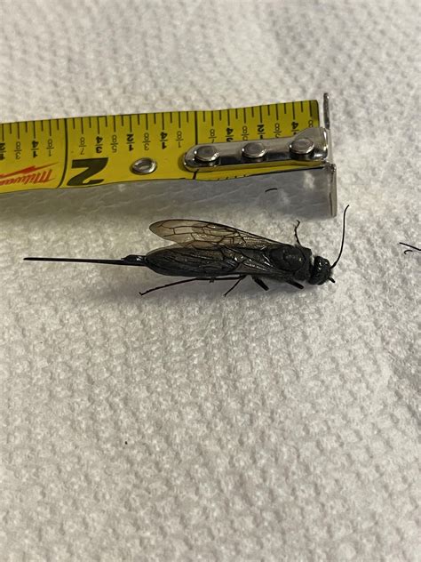 Whats This Bug R Whatsthisbug