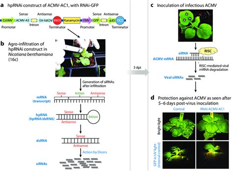 Schematic Representation Of Acmv Transient Protection Studies By