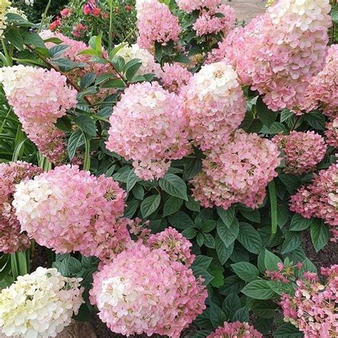 338 фото гортензии с названиями и описанием разных видов и сортов ...
