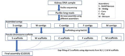 The De Novo Assembly Workflow Download Scientific Diagram