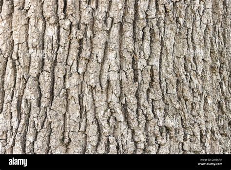 Tree Texture