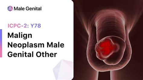 Male Genital