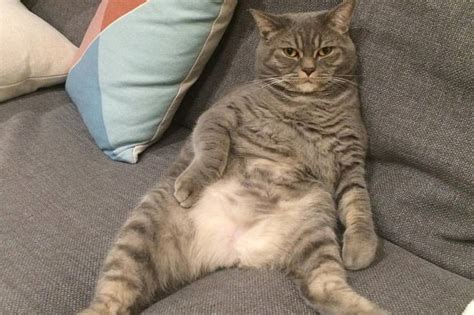 葛优躺猫 猫葛优躺 葛优躺 第2页 大山谷图库