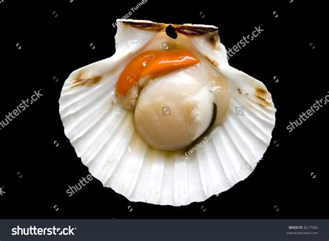 Closeup Inside Seashell Sea Shell Scallop Stock Photo 8217583 Shutterstock