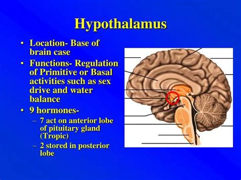 Ppt Hypothalamus Powerpoint Presentation Free Download Id 394800