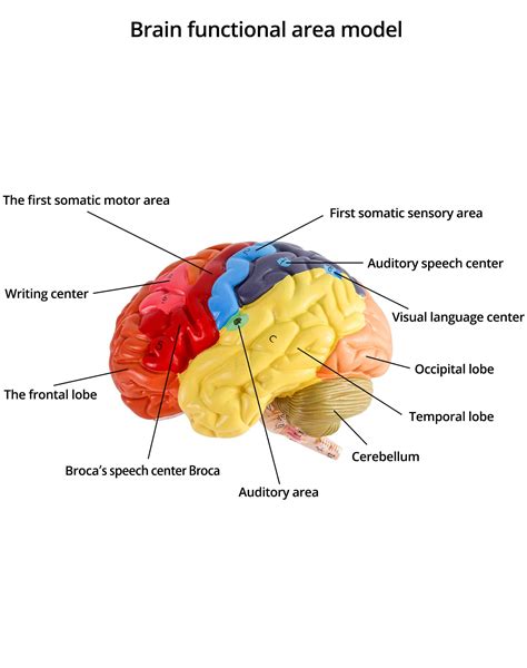 Color Coded Parts Of The Brain At Bryan Hanes Blog