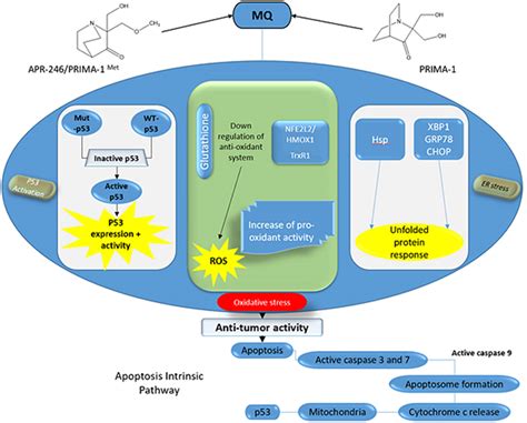 Effects Of Tp53 Gene Mutations On The Survival Of Non Small Cell Lung Cmar