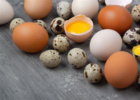Quail Egg Vs Chicken Egg An Egg Citing Side By Side Comparison