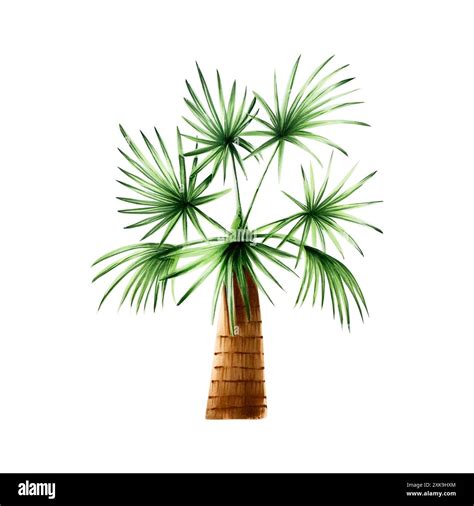 Green Palm Tree Coconut Tree Clipart Watercolor Hand Drawn Floral