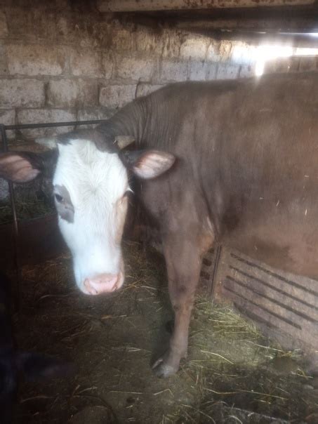 Продам годовалую телку на корову 79493514098 Фермер ДНР Объявления с Деревни ВКонтакте