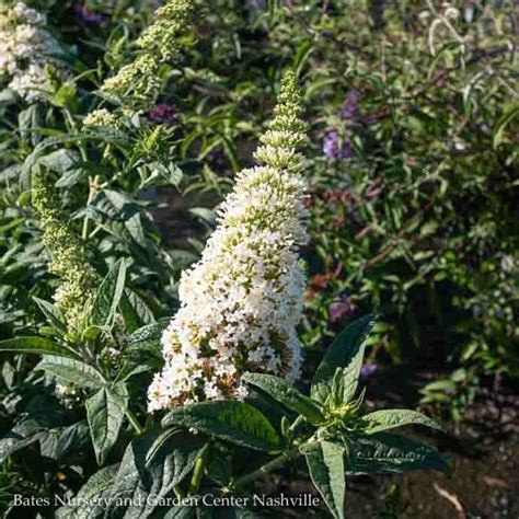 2 Buddleia X Pw Pugster White Dwarf Butterfly Bush