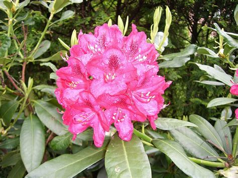 杜鹃 花 开花 Pixabay上的免费照片