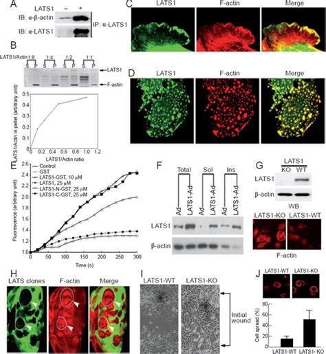 Lats1 Interacts With β Actin And Modulates Actin Polymerization Cell Download Scientific