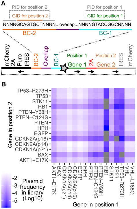 Combinatorial Library Of Tumor Suppressors And Oncogenes A Schematic