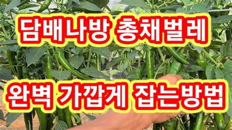 고추밭 담배나방총채벌레 완벽에 가깝게 잡는방법 고추참외오이수박단호박토마토등 재배방법 살충제 사용방법 Youtube