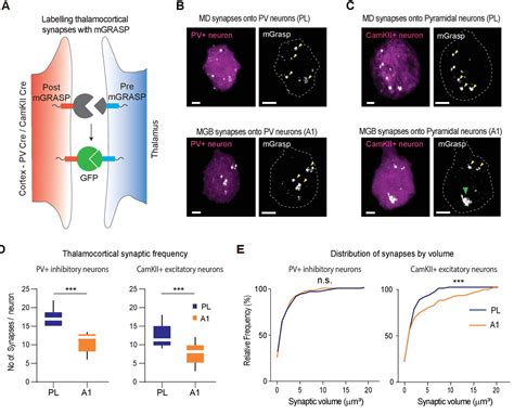 Figures And Data In Variation Of Connectivity Across Exemplar Sensory