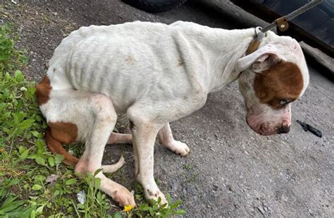 Nonno Di Anni Saluta Per Sempre Il Cane In Modo Commovente