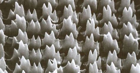 This Is What Snail Teeth Look Like Under A Microscope In Case Anyone Was Wondering Album On Imgur