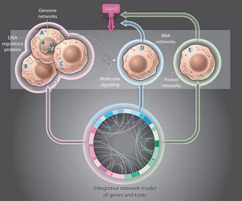 Intelligent RNA Small And Large