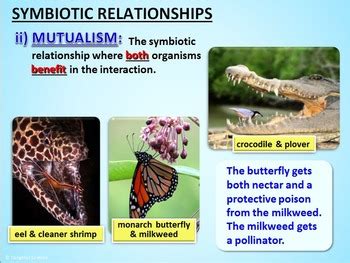 Biotic Interactions PowerPoint Editable By Tangstar Science TPT