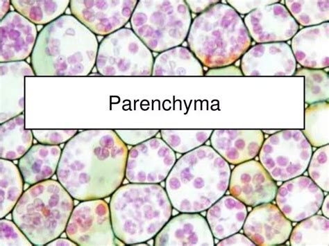 PPT Parenchyma PowerPoint Presentation ID