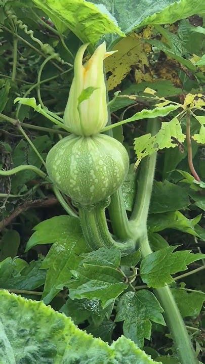 가을 이슬 맞으며 산책중 호박발견♡ Youtube