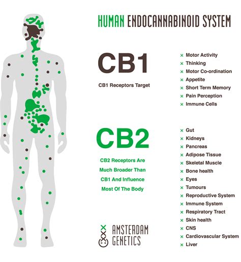 CBD Benefits: The Endocannabinoid System and Appetite - Amsterdam Genetics
