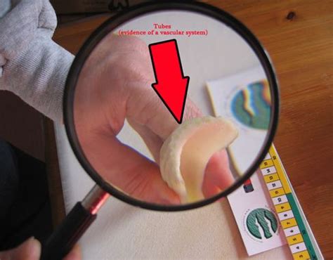 Babe Lesson Plan How Do Fossils Form Babe Lesson Plans Lesson Plans Babe Lessons