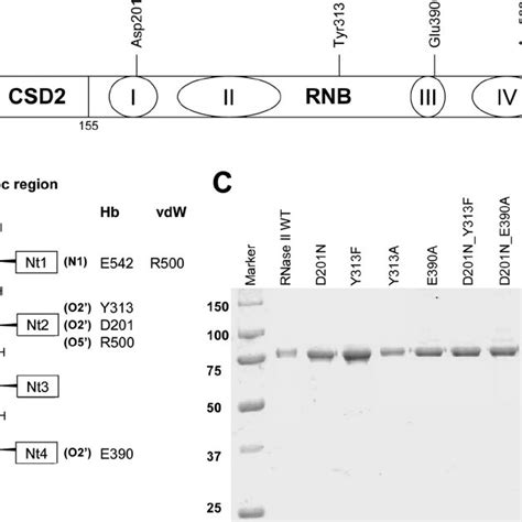 Rnase Ii And Mutant Proteins A Linear Representation Of Rnase Ii