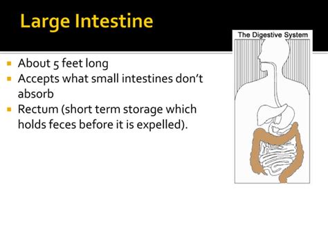 Digestive Sytem Pdf Learn About Digestive System Ppt