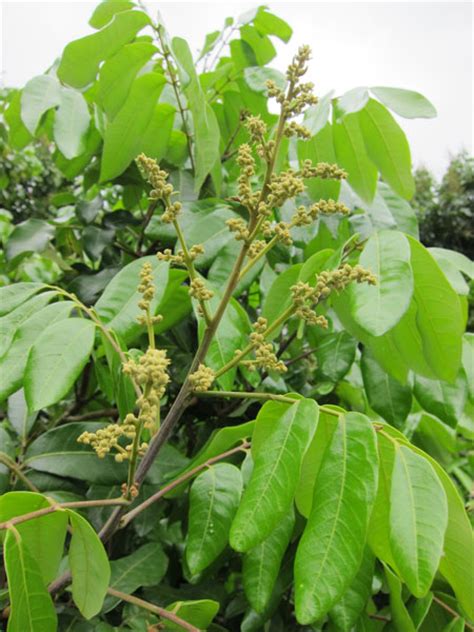果園日 龍眼樹已經抽花芽了 溪底遙學習農園